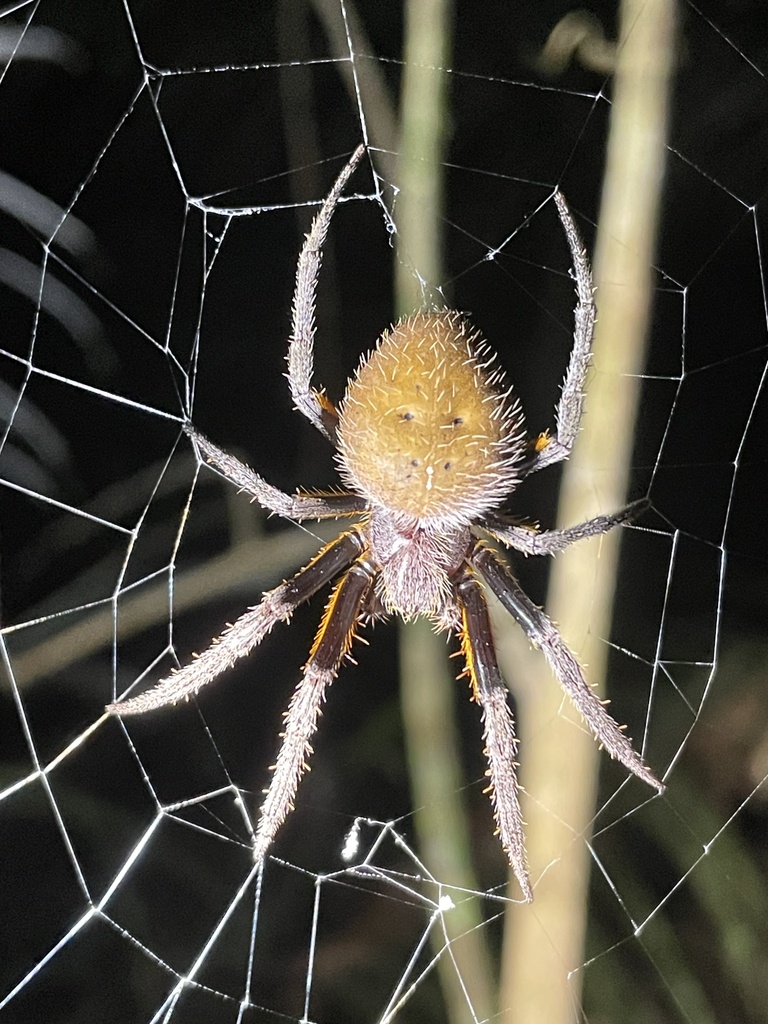 Eriophora fuliginea from Saint-Laurent (du Maroni), GF-SL, GF on ...