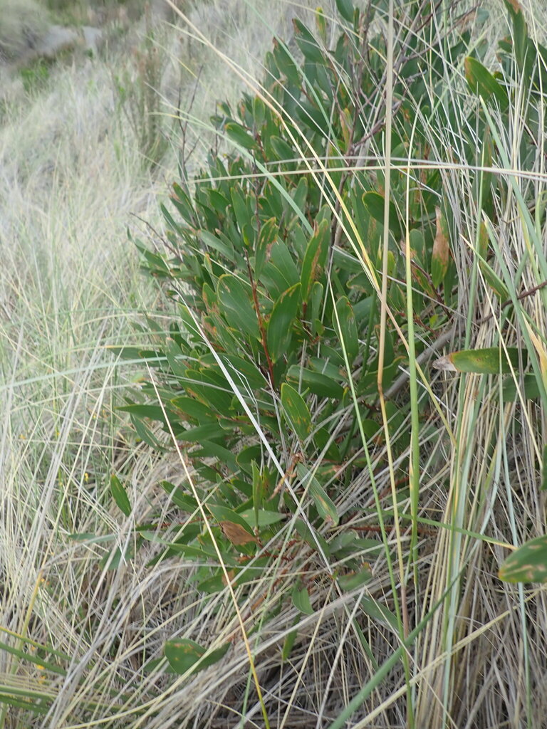 coastal wattle from Foxton Beach, New Zealand on February 7, 2024 at 06 ...