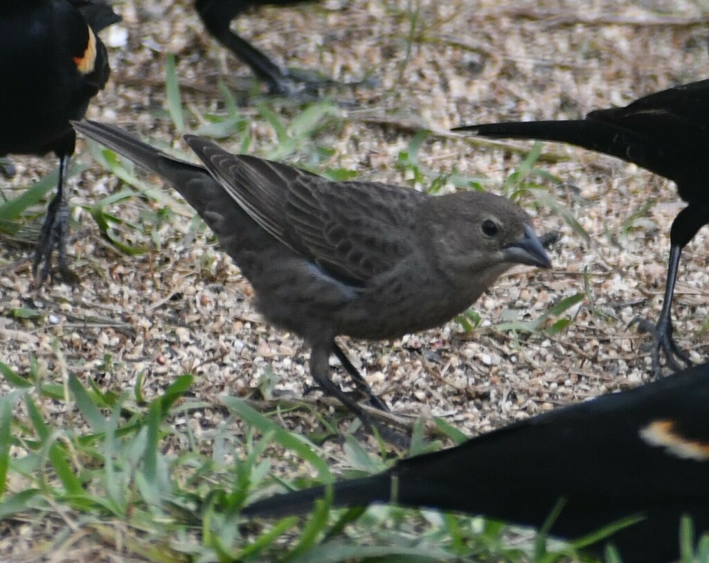 Brown-headed Cowbird from South Side, Corpus Christi, TX, USA on ...