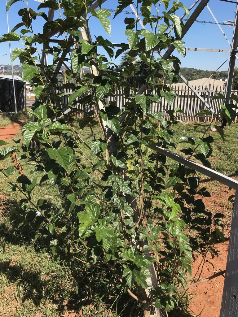 white mulberry from City of Tshwane, Gauteng, South Africa on April 17 ...