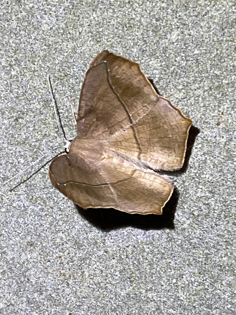 Large Maple Spanworm Moth from Tolland, CT 06084, USA on September 2 ...
