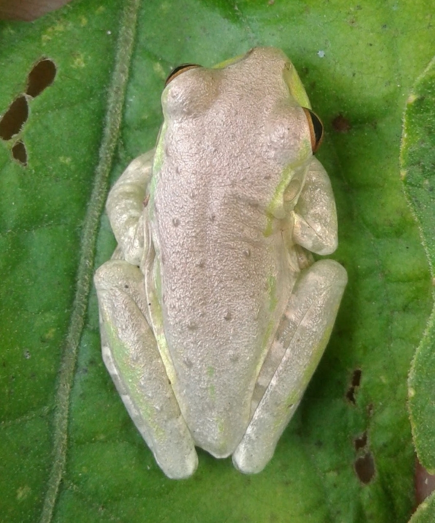 Cuban Tree Frog from Davie, FL 33314, USA on August 6, 2018 by Melissa ...