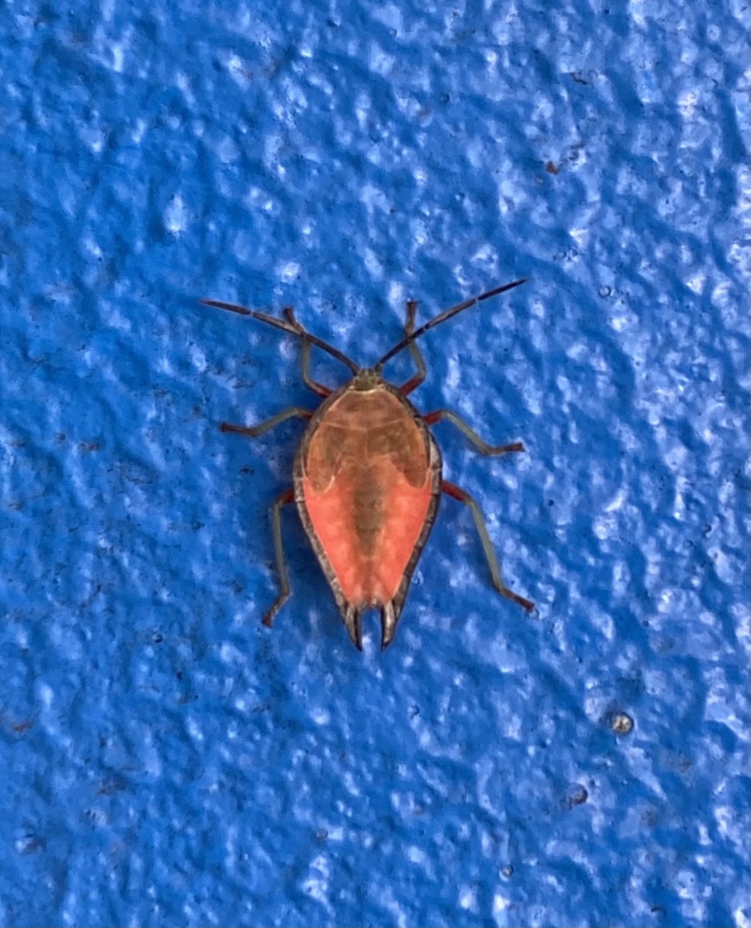 Lychee Stink Bug from Mudjimba Esplanade, Mudjimba, QLD, AU on February ...