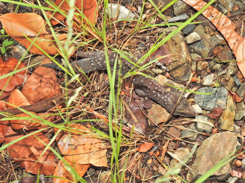 Southern Spotted Velvet Gecko from Talegalla Weir QLD 4650, Australia ...