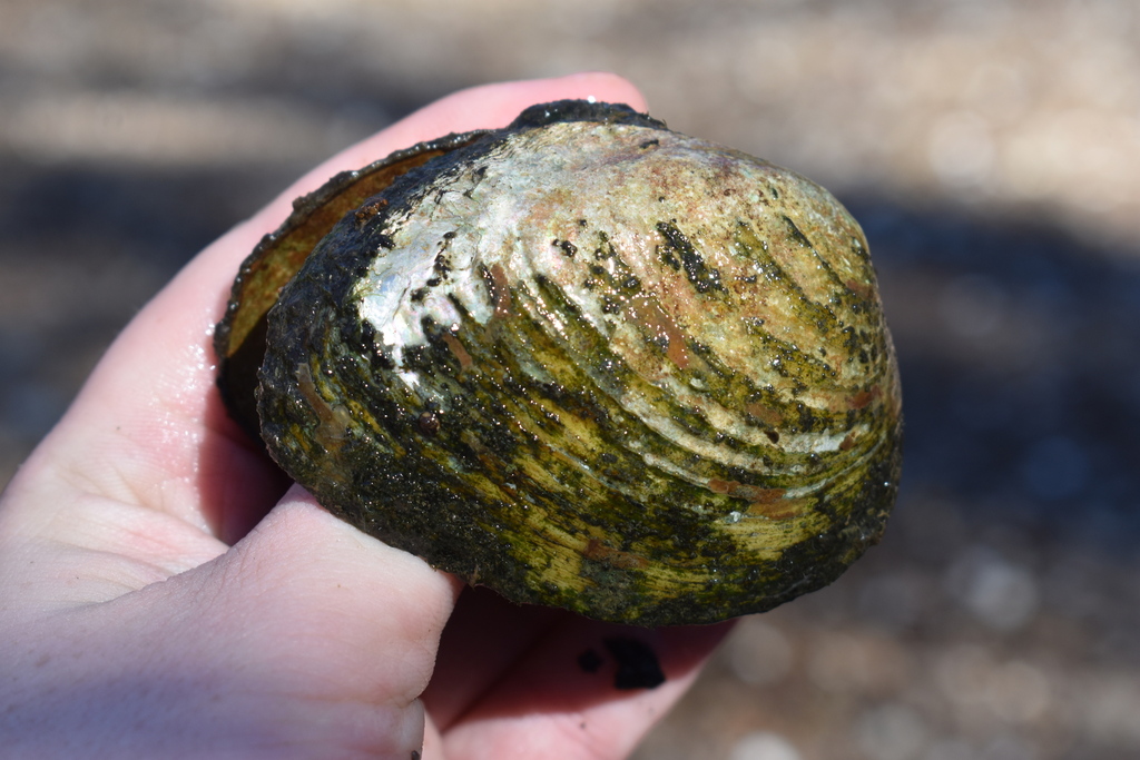 Tennessee Pigtoe from Marshall County, TN, USA on February 5, 2024 at ...