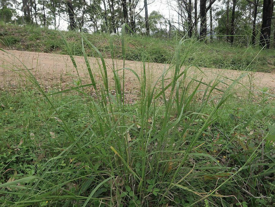 Branched Panic from Brogo NSW 2550, Australia on January 27, 2024 at 02 ...