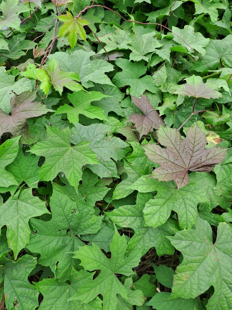Distimake vitifolius from Khu dân cư An Phú Hưng, Tân Phong, Quận 7 ...
