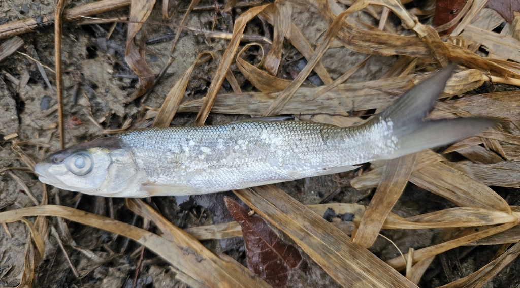 Peamouth from Carnation, WA 98014, USA on January 22, 2024 at 09:36 AM ...