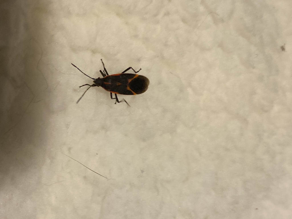 Eastern Boxelder Bug from Dean St, Milford, MI, US on February 7, 2024 ...