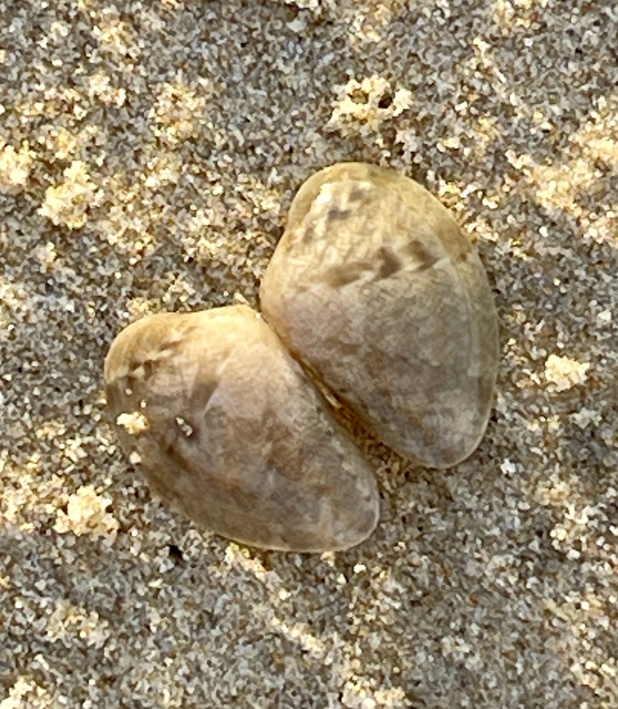 Smoke cockle from Safety Beach, Safety Beach, NSW, AU on February 6 ...