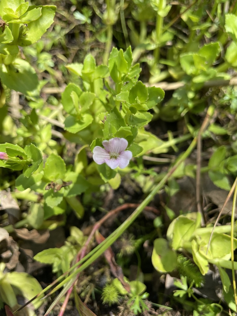 Austral Brooklime from Woomargama National Park, Wantagong, NSW, AU on ...