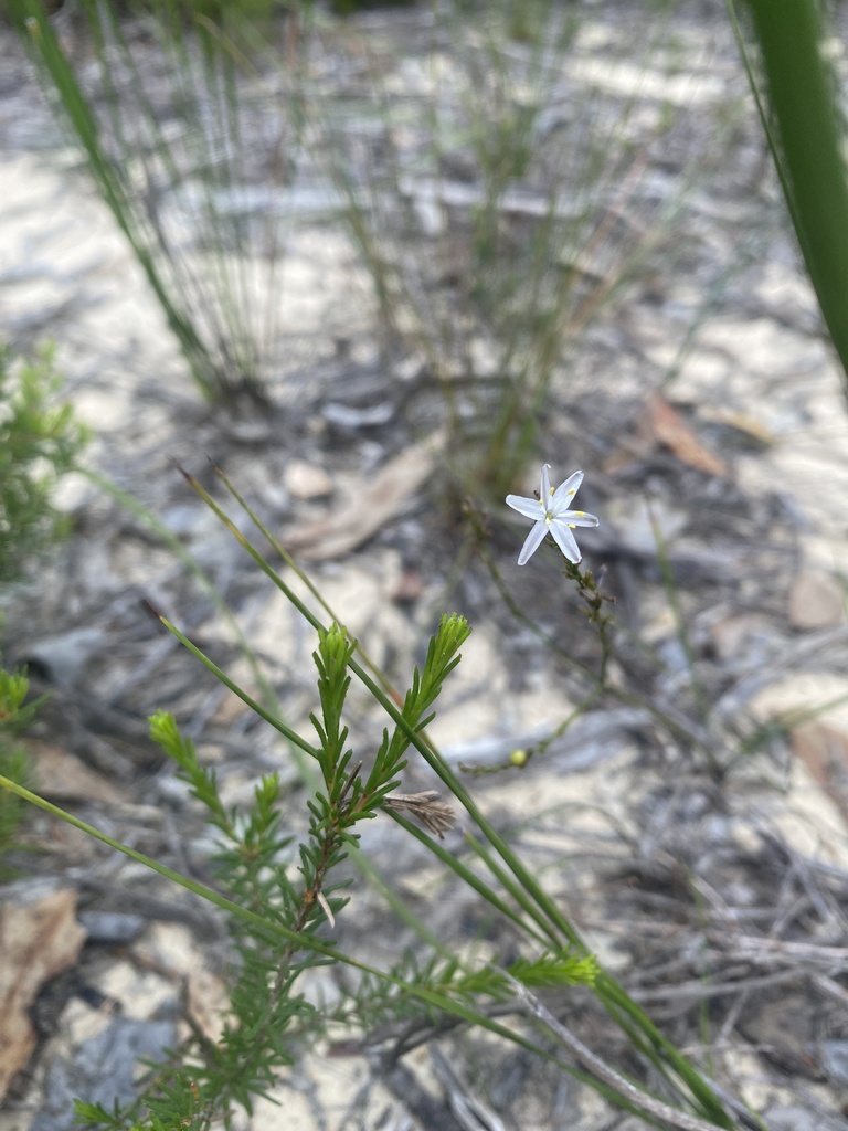 Pale Grass Lily from Maroota, NSW, AU on February 8, 2024 at 01:37 PM ...