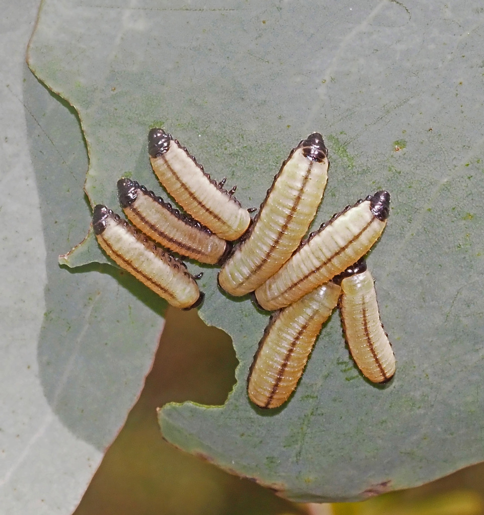Paropsisterna from Melbourne VIC, Australia on February 8, 2024 at 11: ...