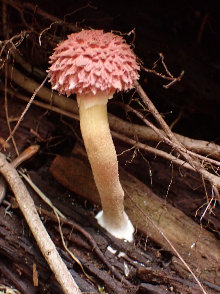 Boletellus in February 2024 by Michelle Colpus · iNaturalist