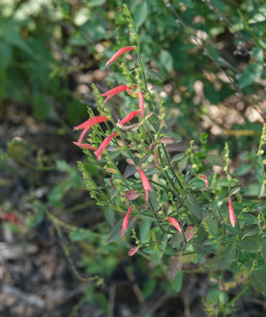 Sixangle Foldwing from Brownsville, TX, USA on January 27, 2024 at 12: ...