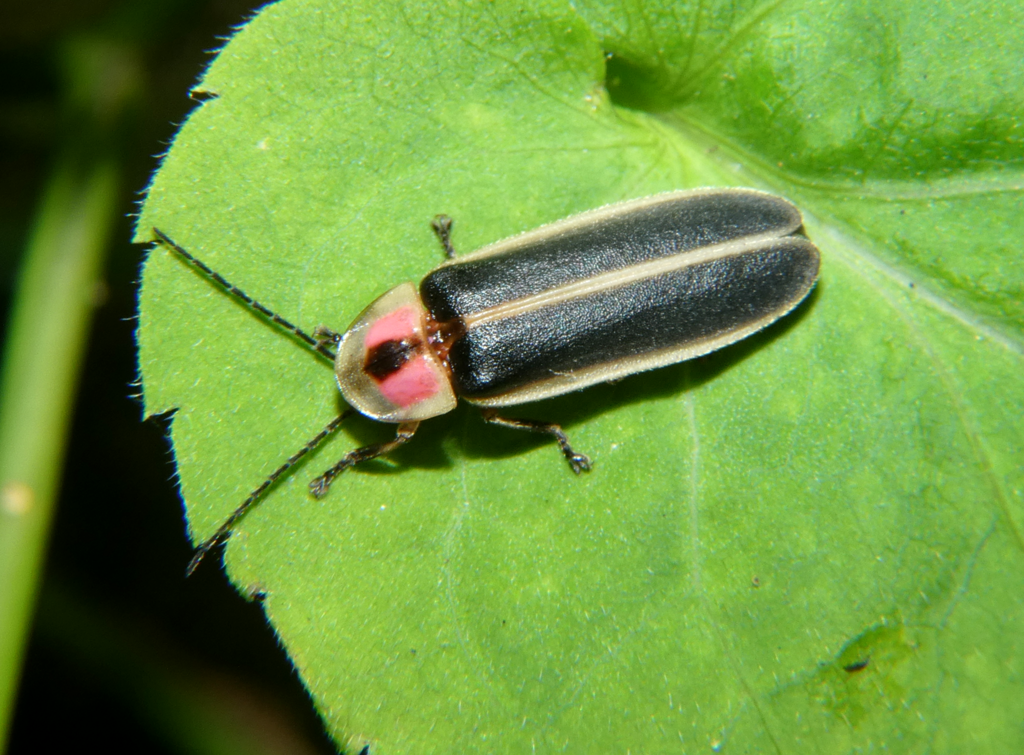 Common Eastern Firefly from Sevier County, TN, USA on July 8, 2023 at ...