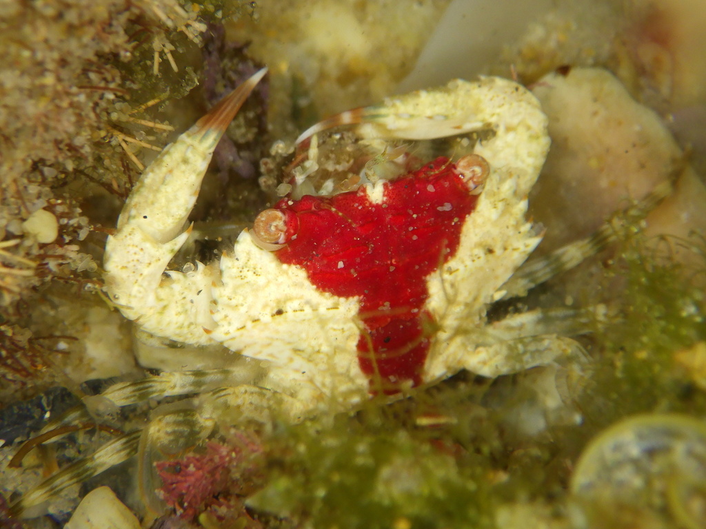 Leptodius from Coral Sea, Burleigh Heads, QLD, AU on January 30, 2024 ...