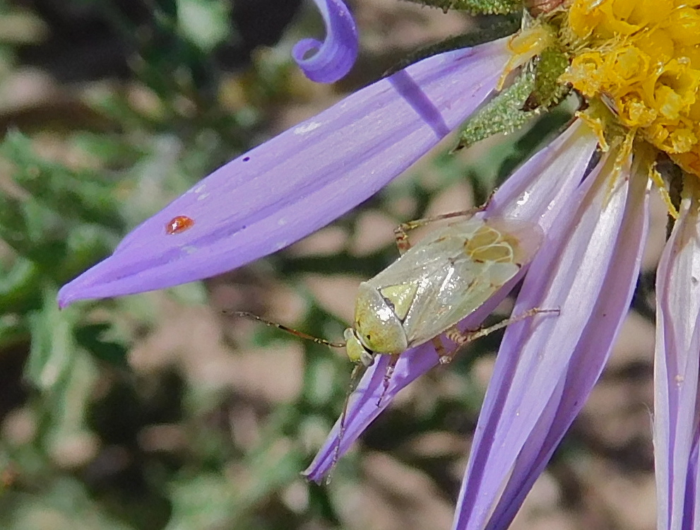 Lygus elisus Van Duzee, 1914