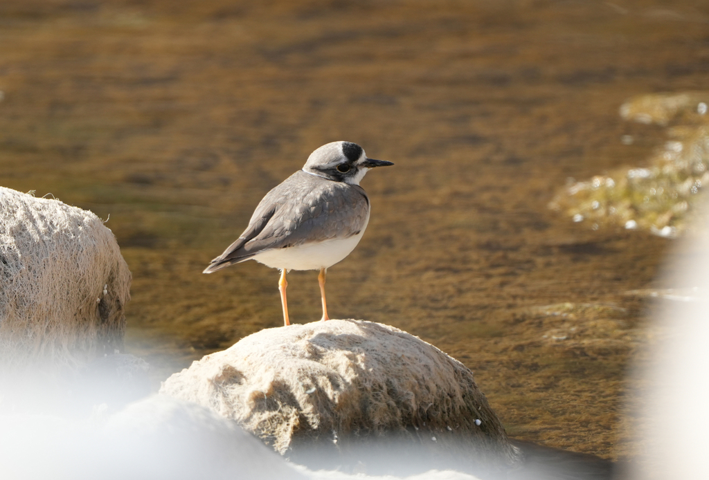 Long-billed Plover from 中国北京市房山区 on January 29, 2024 at 12:33 PM by ...