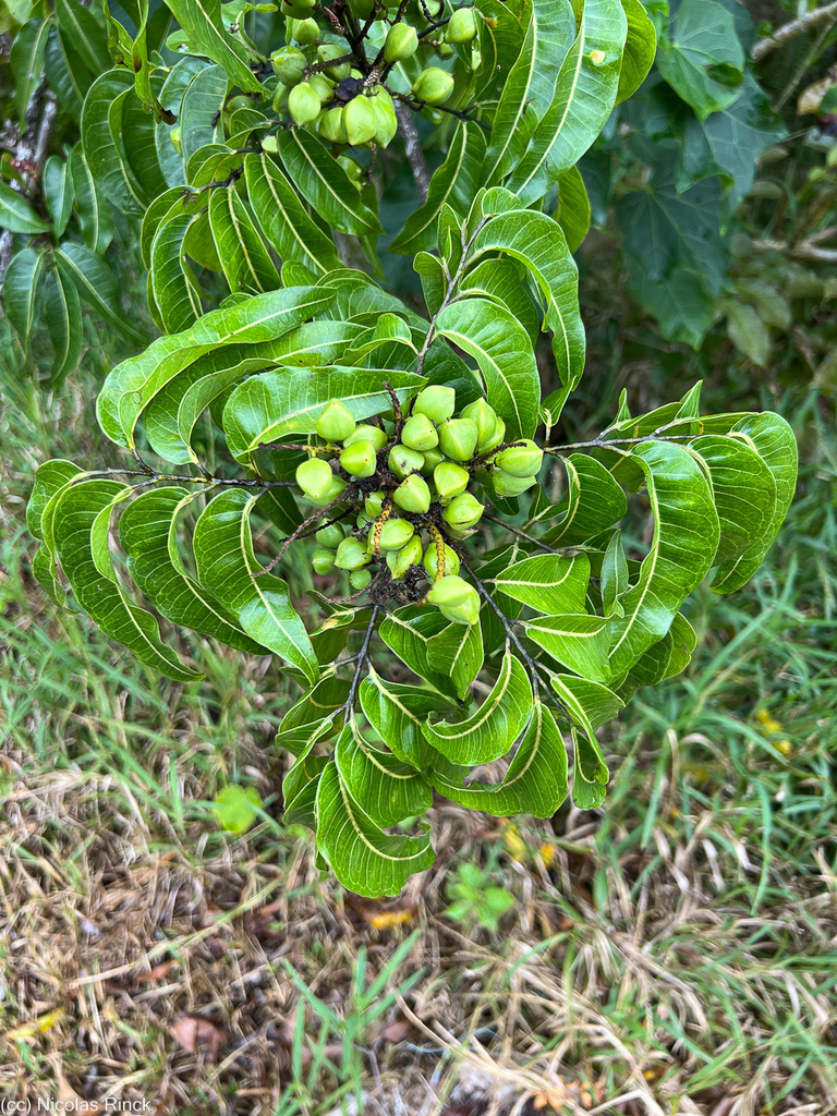 Elattostachys apetala from Lifou, Îles Loyauté, New Caledonia on February 2, 2024 at 04:17 PM by ...