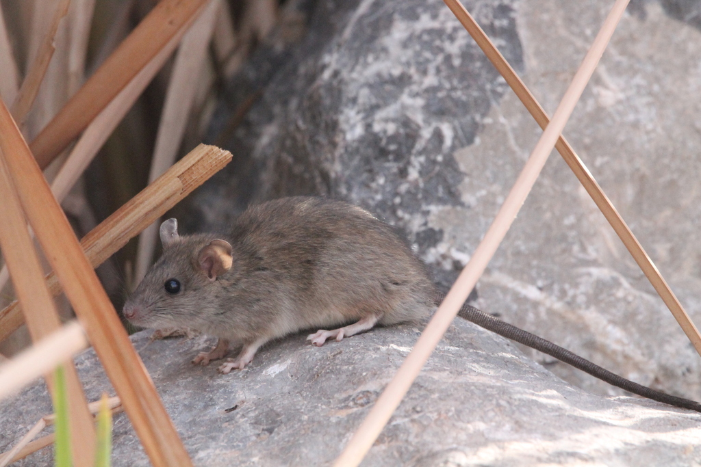 Brown Rat from Ciudad Juárez, Chihuahua, Mexico on February 3, 2024 at ...