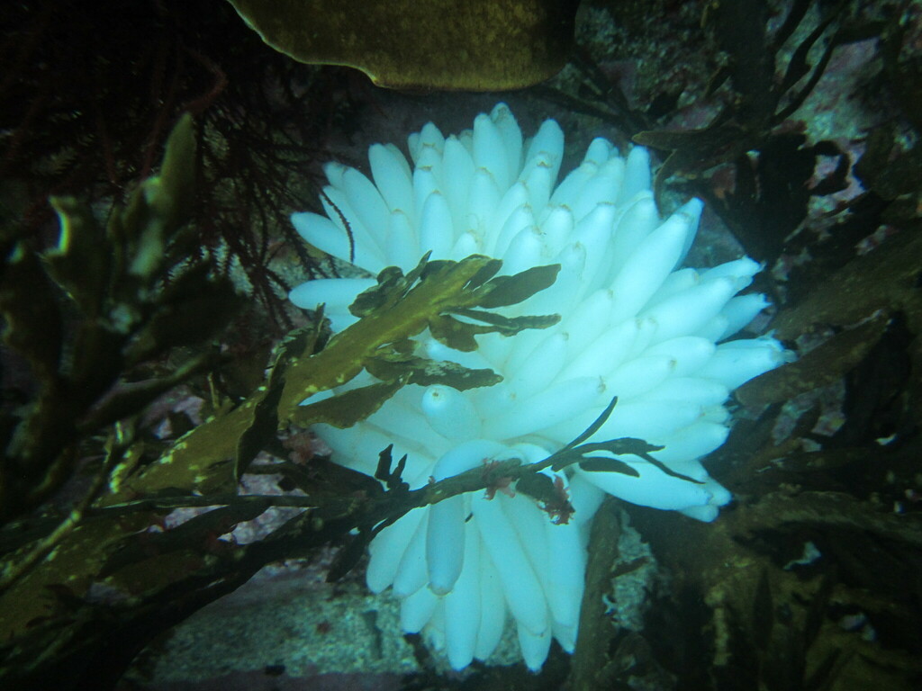 Southern Reef Squid from The GUT on August 4, 2023 at 02:20 PM by Andy ...