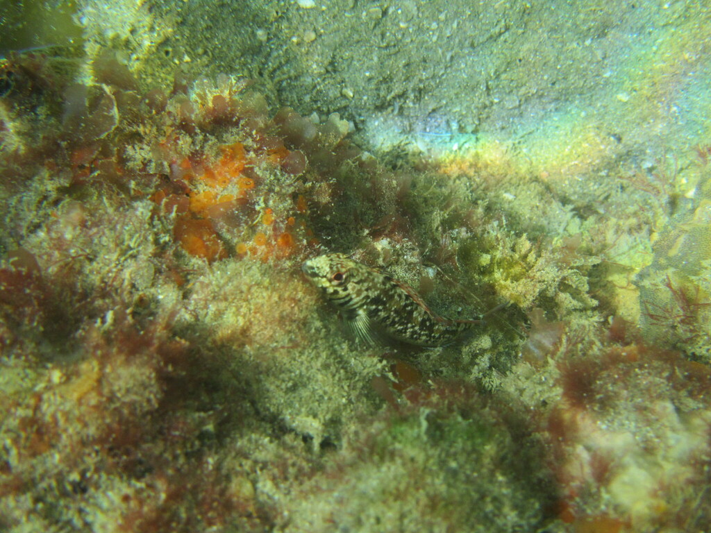Common Triplefin from shit spot on July 30, 2023 at 11:27 AM by Andy ...