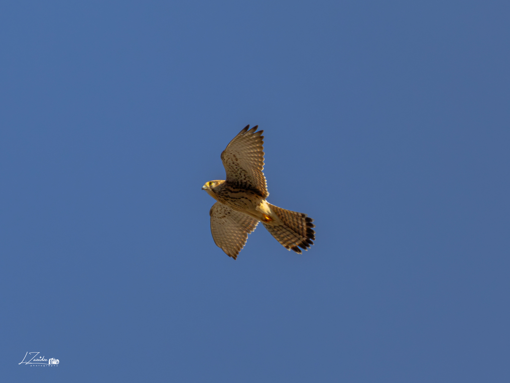 Eurasian Kestrel from Isani-Samgori, Tbilisi, Georgia on February 8 ...