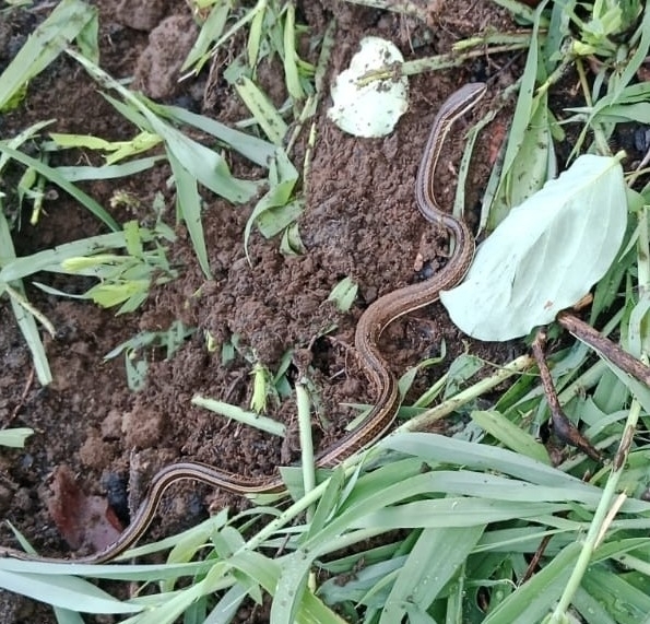 Indochinese Sand Snake in January 2024 by biosphere_bali · iNaturalist