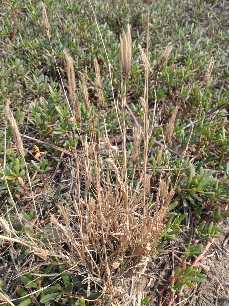 feather finger grass from CXVC+F38 Khlong Tamru Mangrove Forest ...
