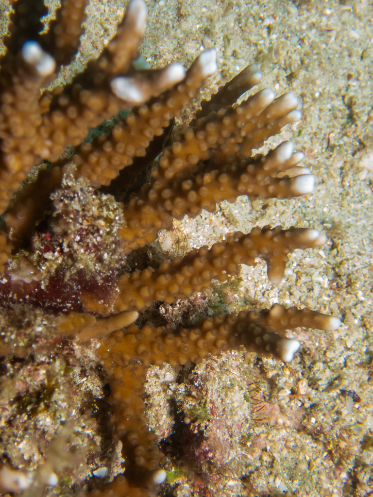 Briar Corals from Biowreck, Pemuteran, Bali, Indonesia on February 7 ...