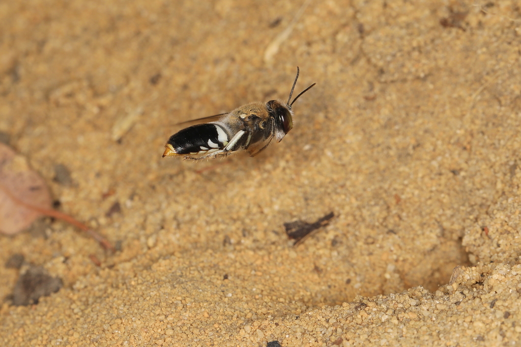 Panda Sand Wasp from Creyk Park, Kelmscott WA 6112, Australia on ...