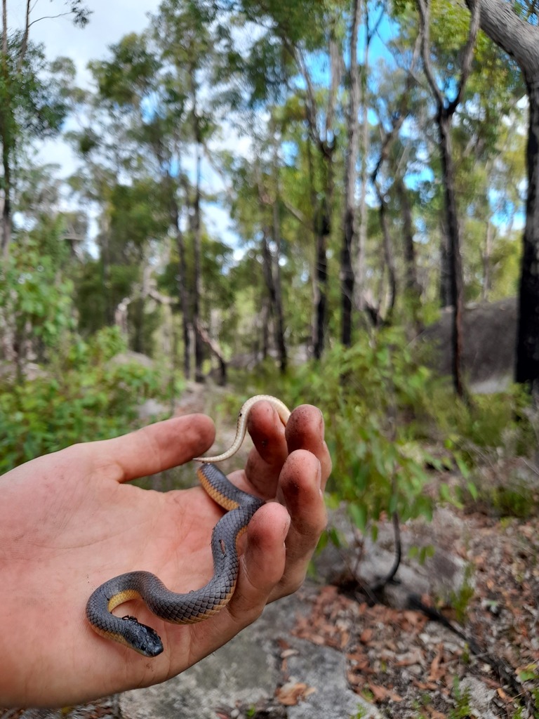 Square-nosed Snake in April 2022 by Bryce van der Heide · iNaturalist
