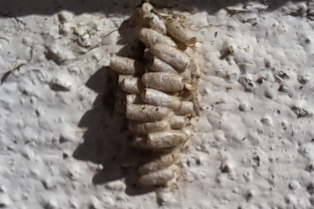 Insects from 2530 Lourinhã, Portugal on February 3, 2024 at 11:23 AM by ...