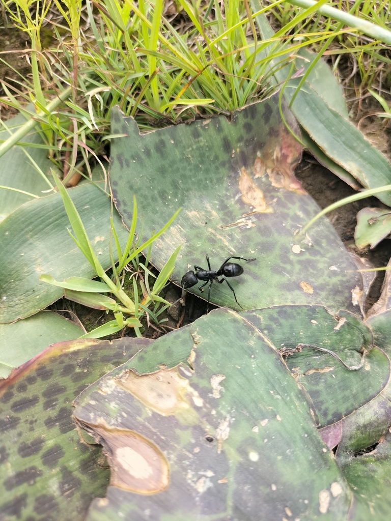 Peeters' Smooth Ringbum ant from Thabo Mofutsanyana District ...