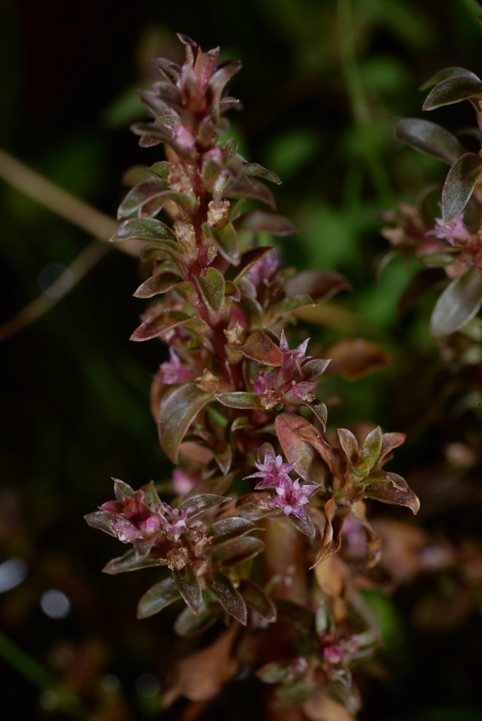Indian rotala in February 2024 by lecanorchis · iNaturalist