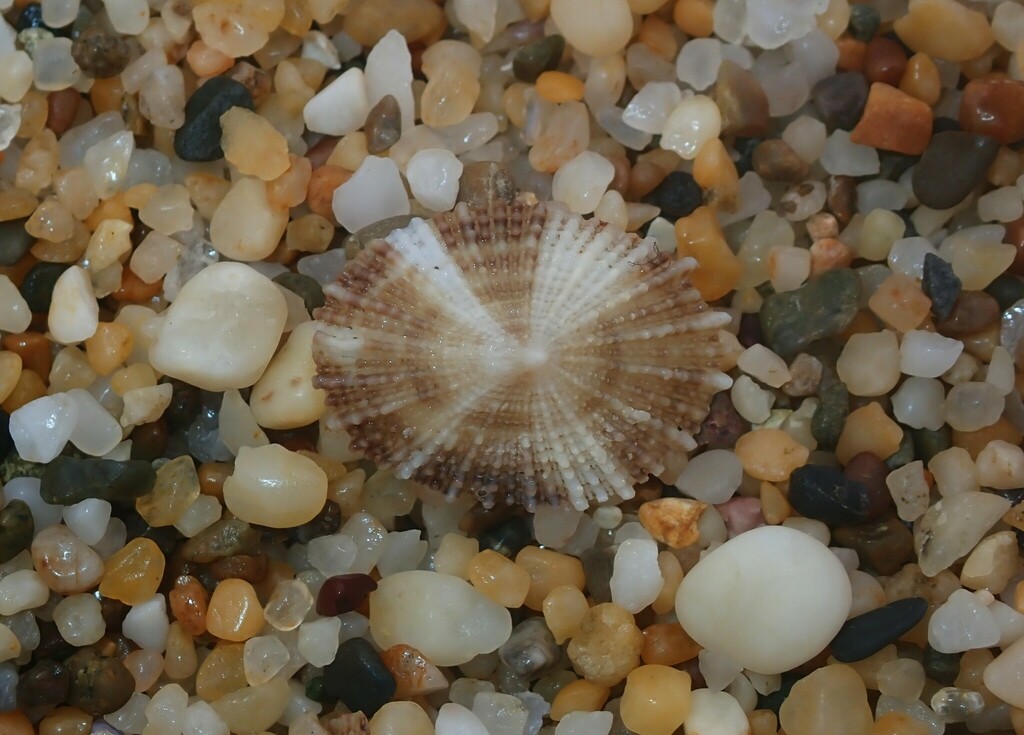 Cap-shaped False Limpet from Barcoongere NSW 2460, Australia on ...