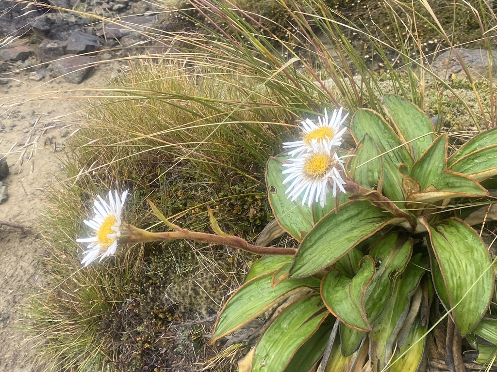 Mountain Daisy from Fiordland National Park, Fiordland National Park ...
