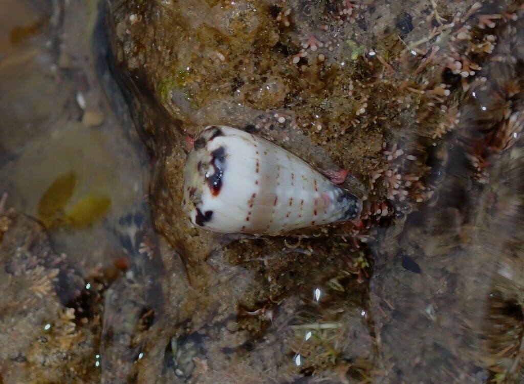 Music Cone from Barcoongere NSW 2460, Australia on February 08, 2024 at ...