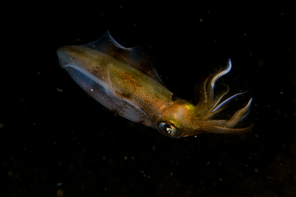 Southern Reef Squid from Northland, New Zealand on February 6, 2024 at ...