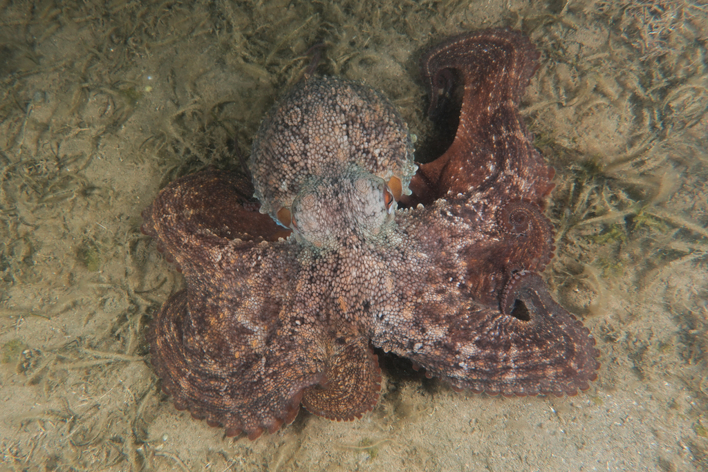 Common Sydney Octopus from Northland, New Zealand on February 6, 2024 ...