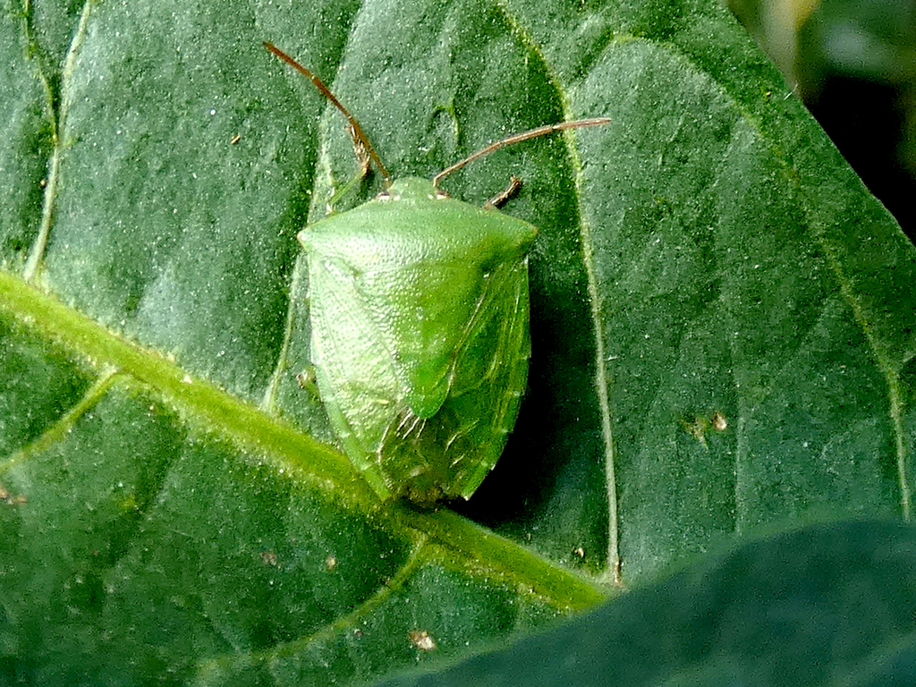 Green potato bug from Newells Paddock Wetlands Reserve, Footscray VIC ...