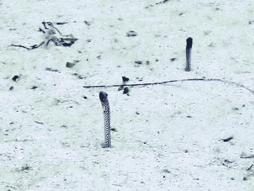 (Heteroconger lentiginosus) - Marine Life Identification