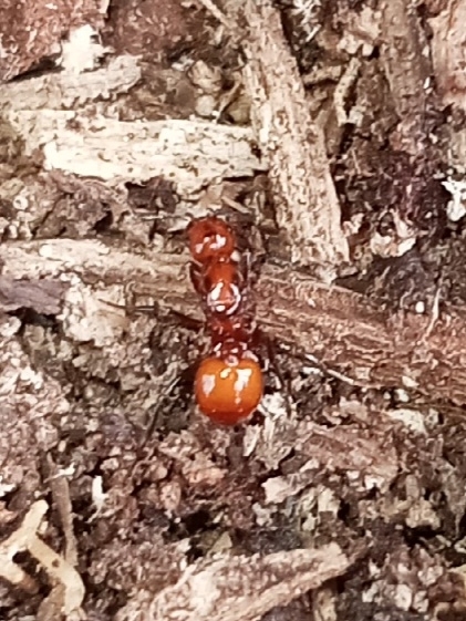 Tennessee Collared Ant from Mt Pleasant, MI 48858, USA on February 7 ...