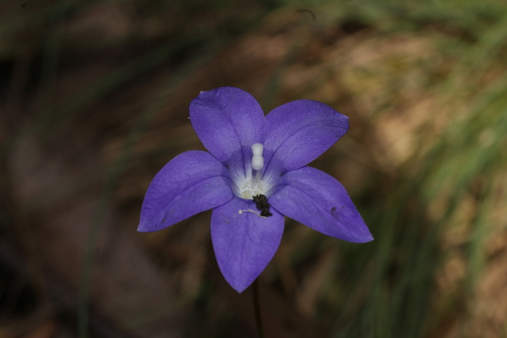 Royal Bluebell from Stockyard Spur NNP, AU on February 4, 2024 at 09:40 ...