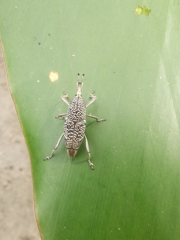 Sphenocorynes from Sabah, 马来西亚 on February 5, 2024 at 10:16 AM by ...