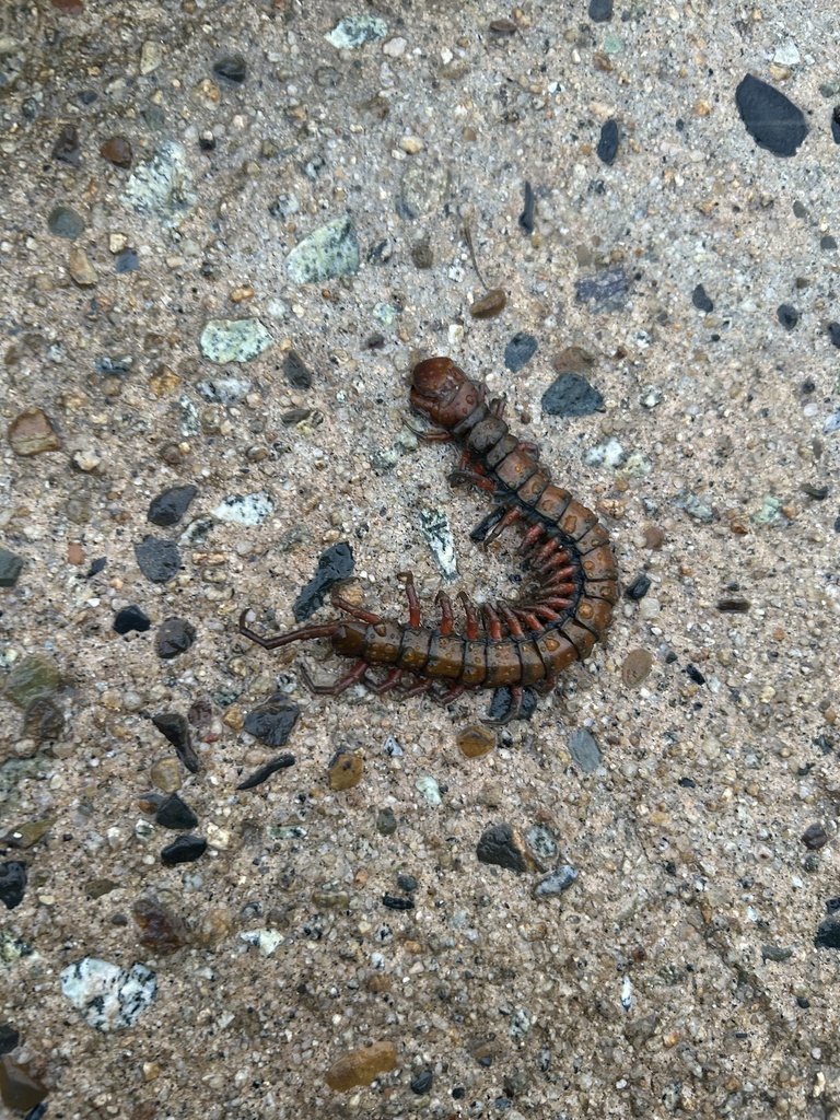 Pacific Giant Centipede from Puerto Rico, Punta Santiago, Puerto Rico ...