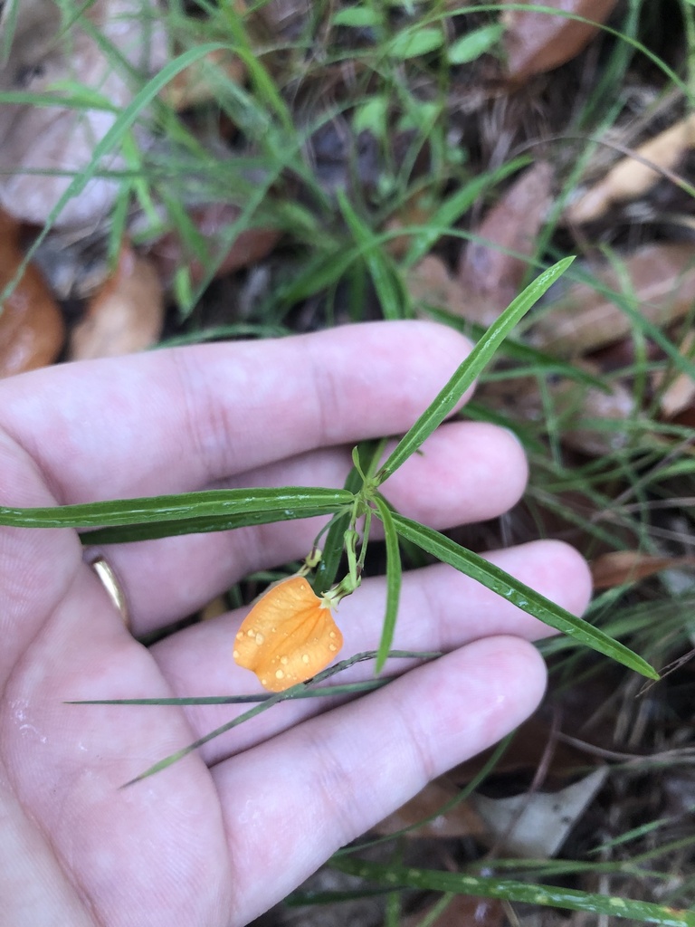 spade flower from Noosa National Park, Noosa Heads, QLD, AU on February ...