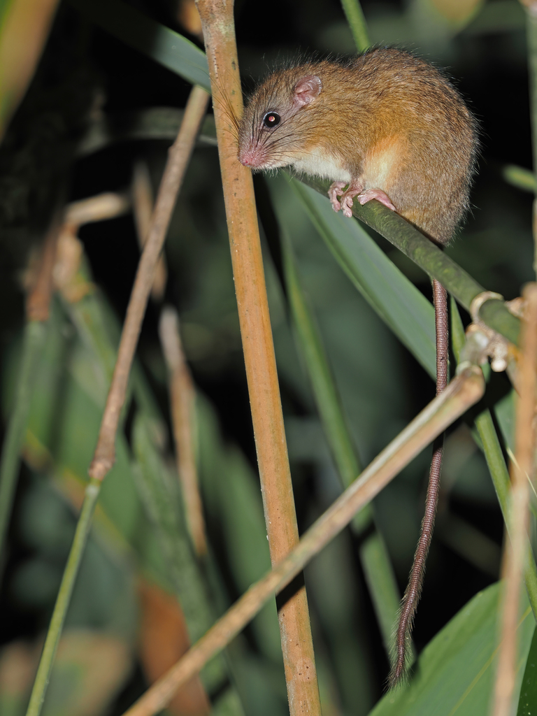 Pencil-tailed Tree Mouse from Kaeng Krachan National Park, Tambon Kaeng ...