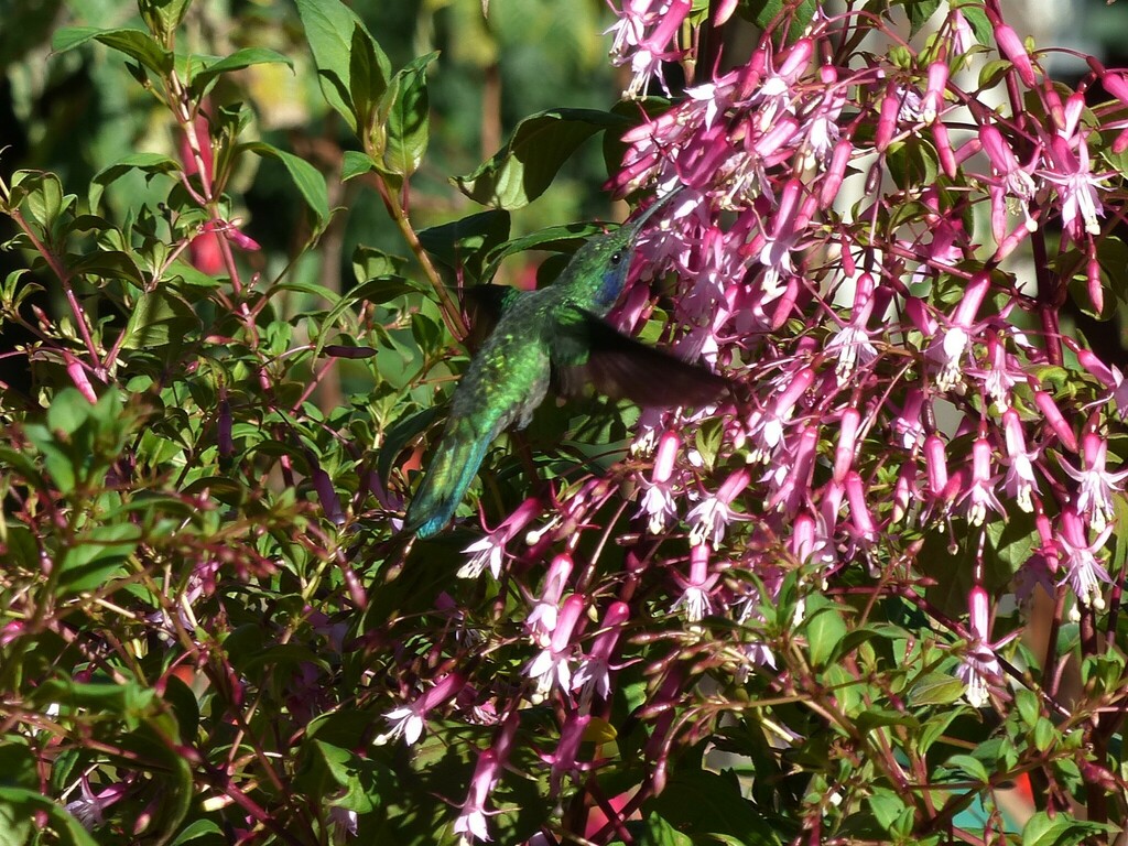 Lesser Violetear from San Gerardo de Dota on March 17, 2018 at 08:04 AM ...